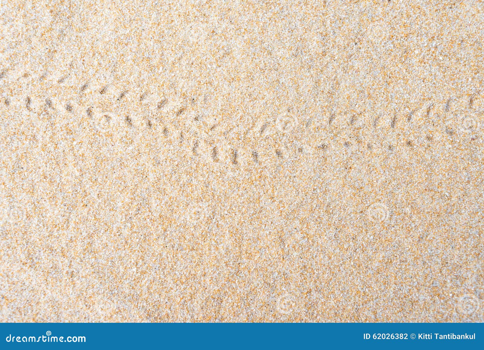 Hermit Crab Footprints on the Sand Stock Photo - Image of beauty, path ...