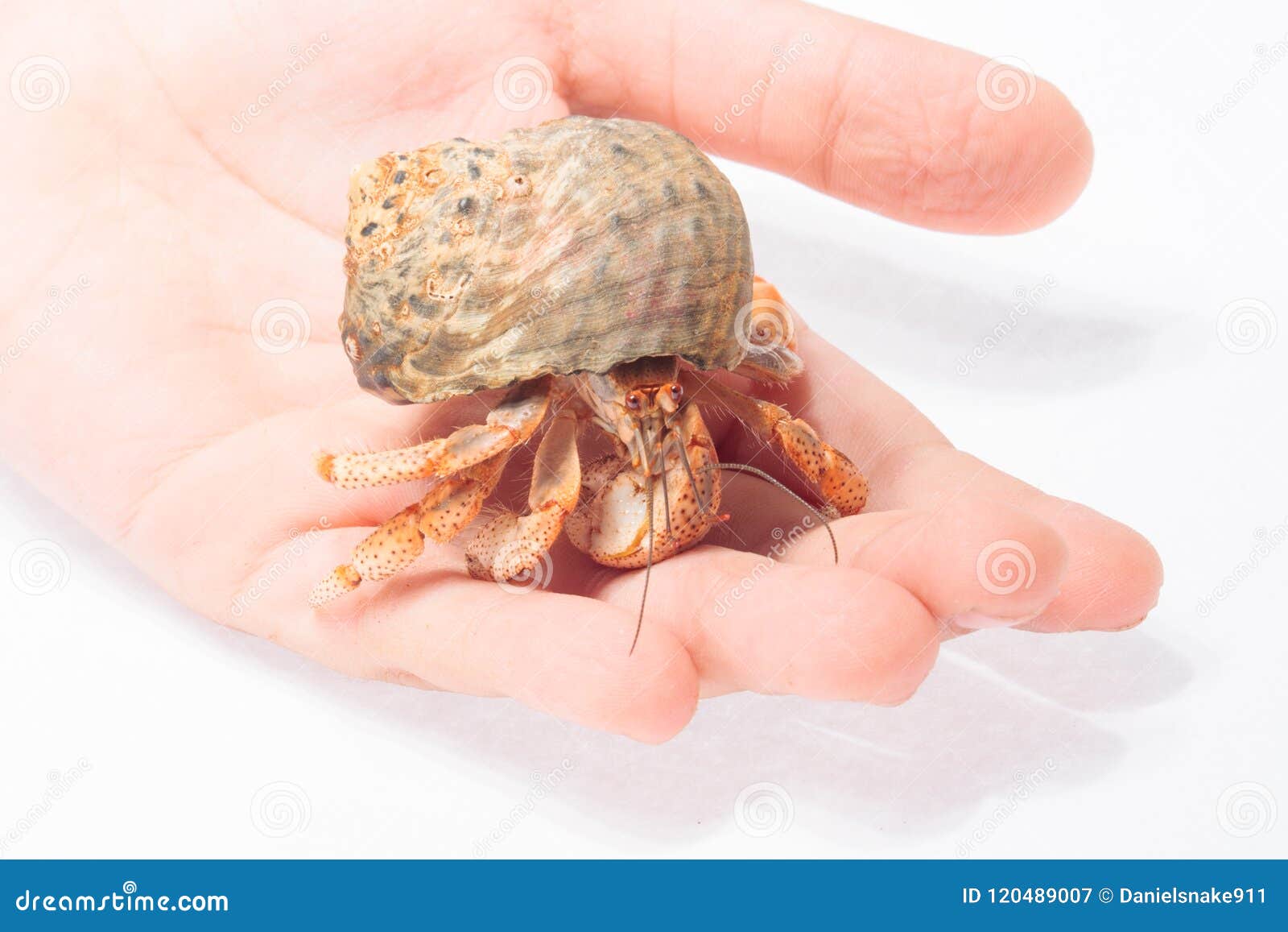 Hermit crab on hand stock image. Image of aquatic, crustacean - 120489007