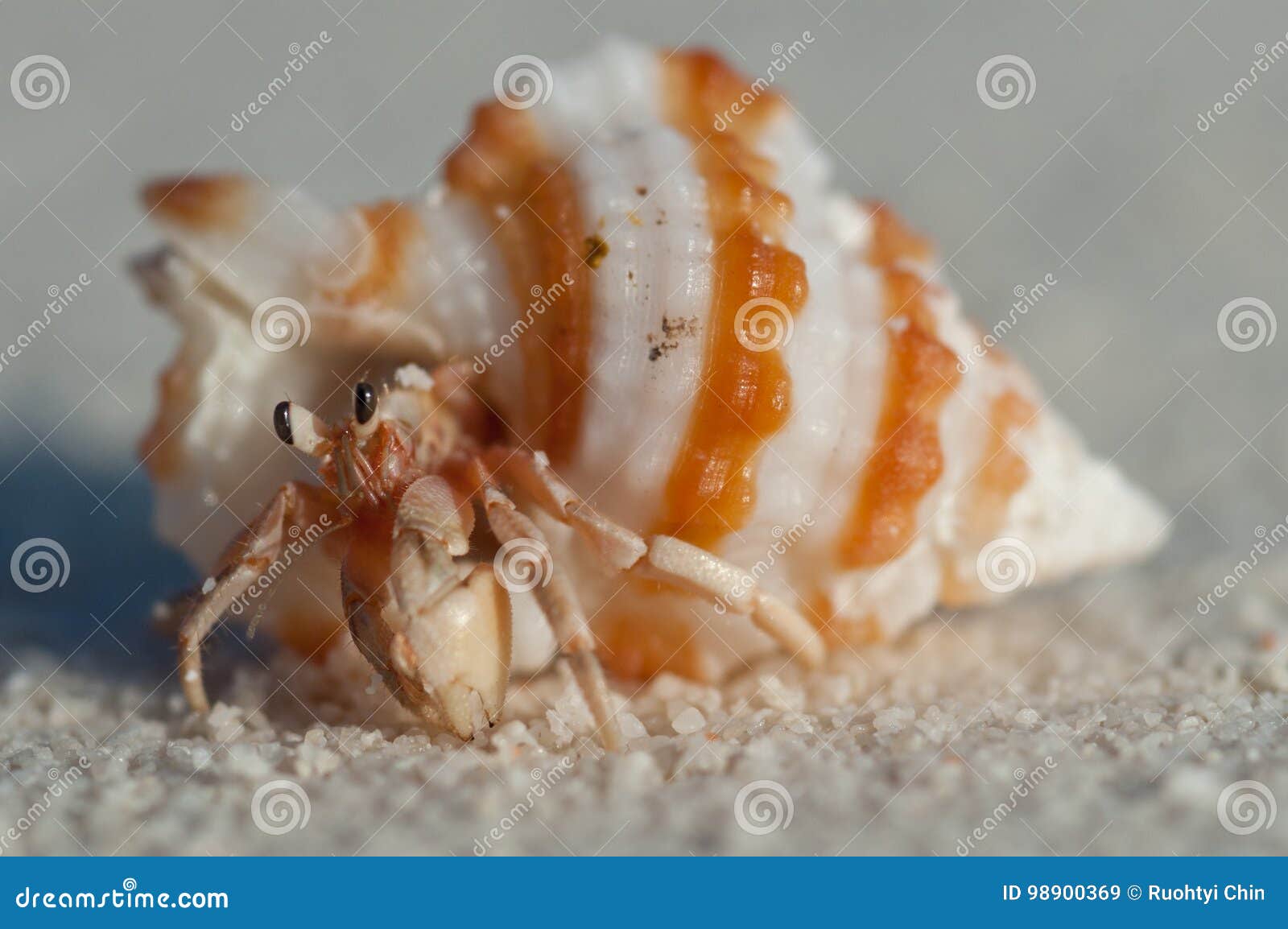 Hermit Crab stock image. Image of sand, spiral, shell - 98900369