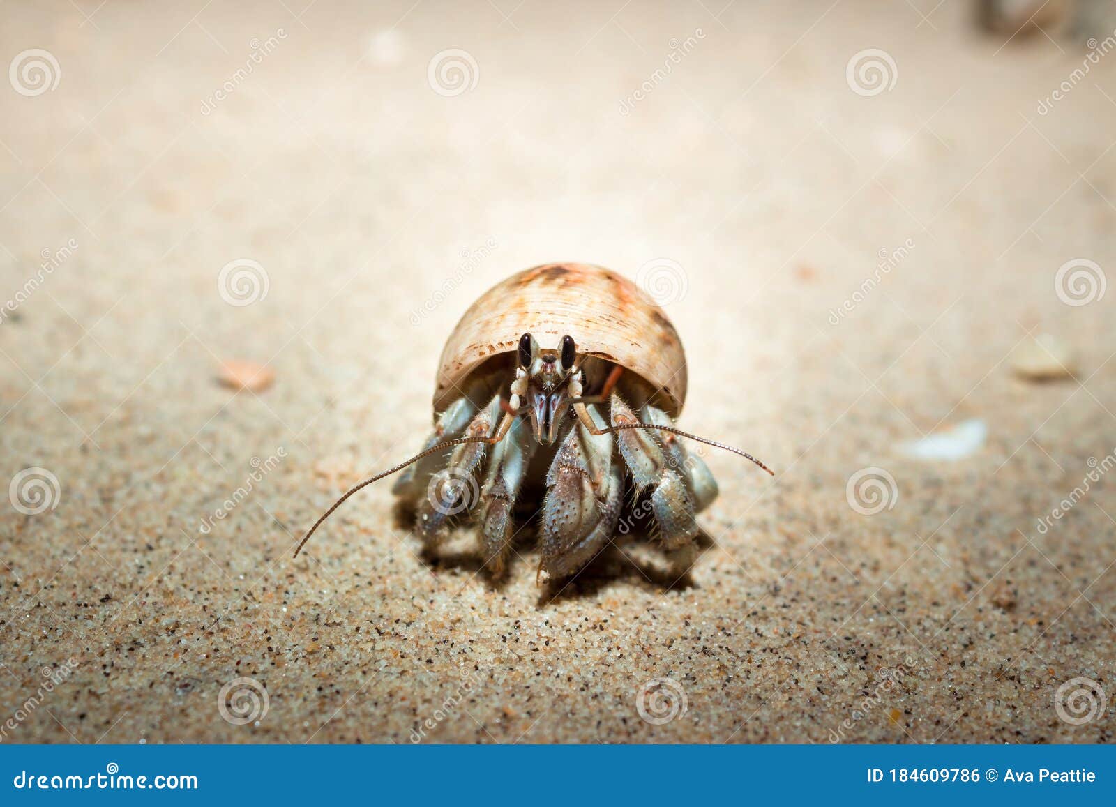 Hermit Crab Hiding in it`s Shell on the Beach, Madagascar Stock Photo ...