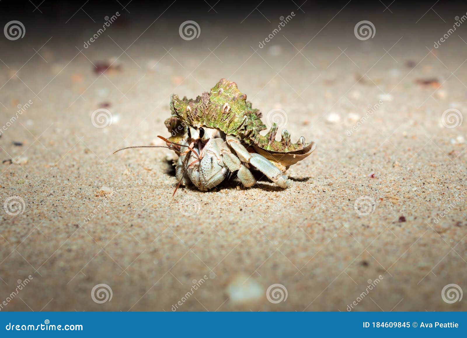 Hermit Crab Hiding in it`s Shell on the Beach, Madagascar Stock Image ...