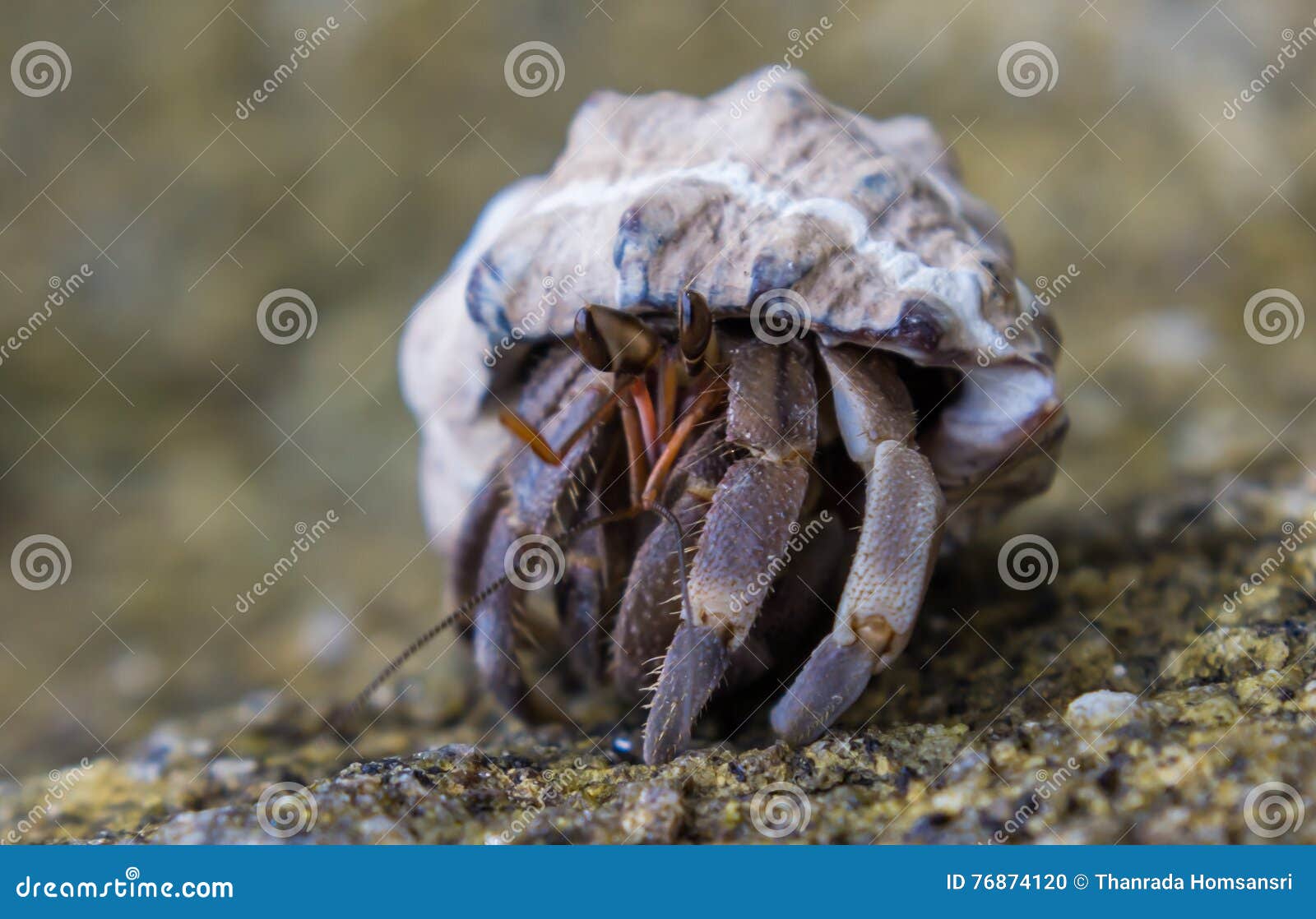 Hermit Crab in his shell stock photo. Image of legs, nature - 76874120