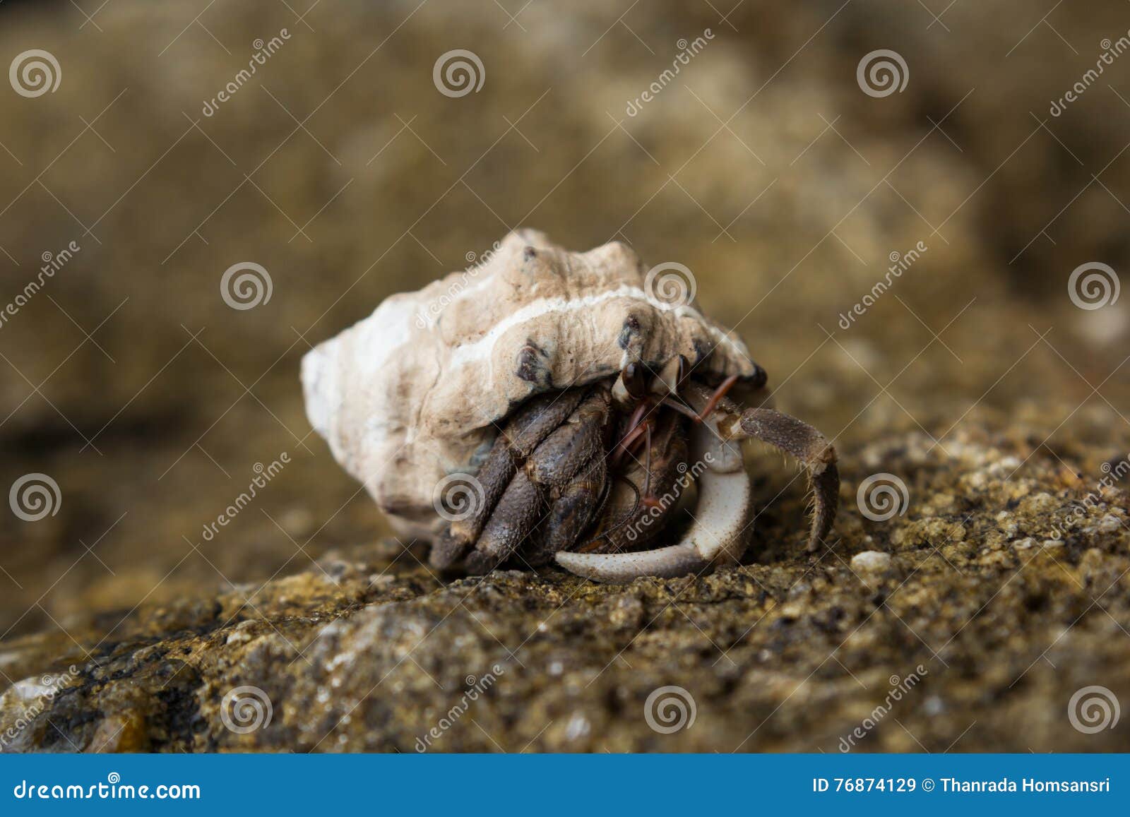 Hermit Crab in his shell stock image. Image of legs, shell - 76874129