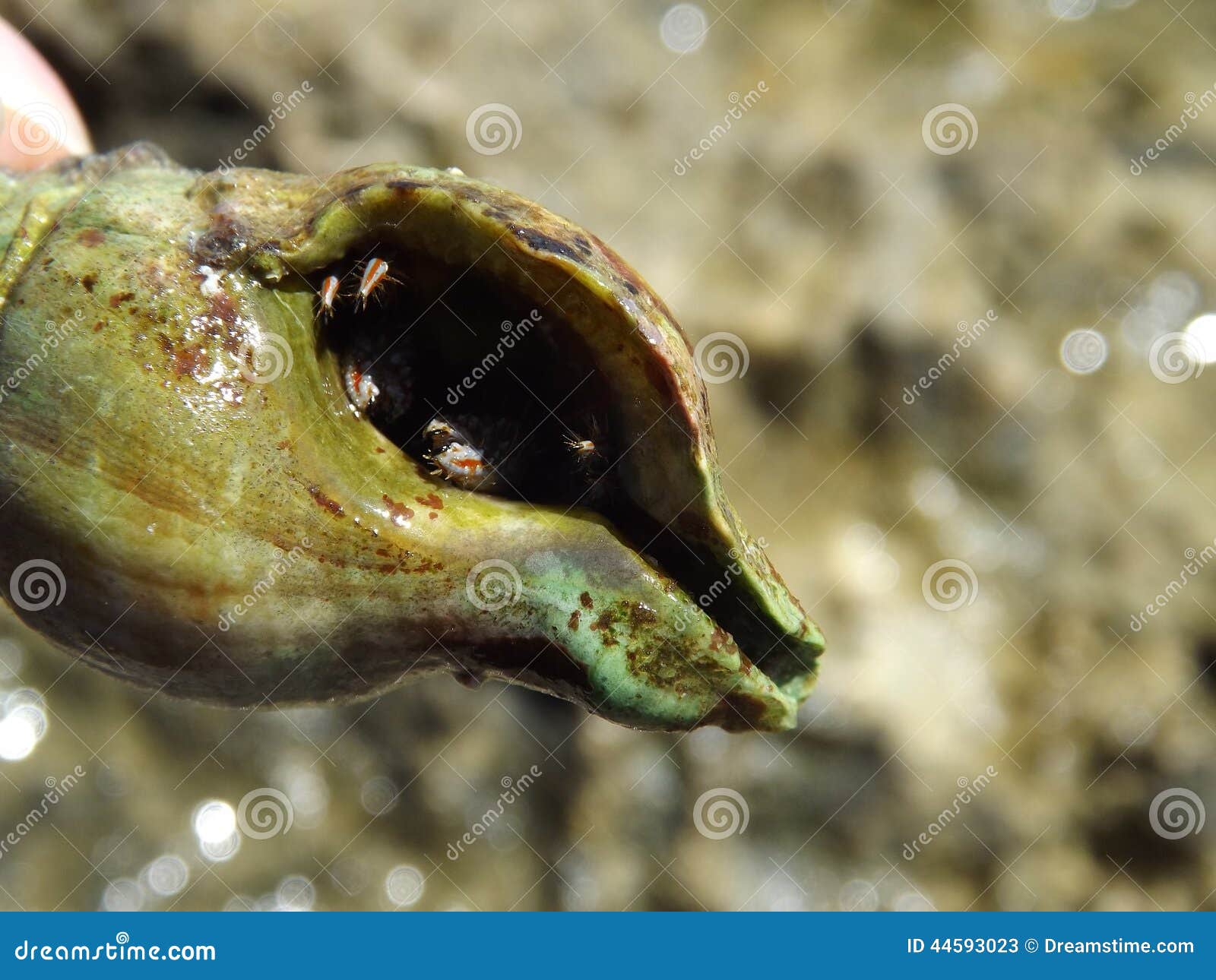 Hermit Crab Inside Its Shell Stock Image - Image of sealife ...
