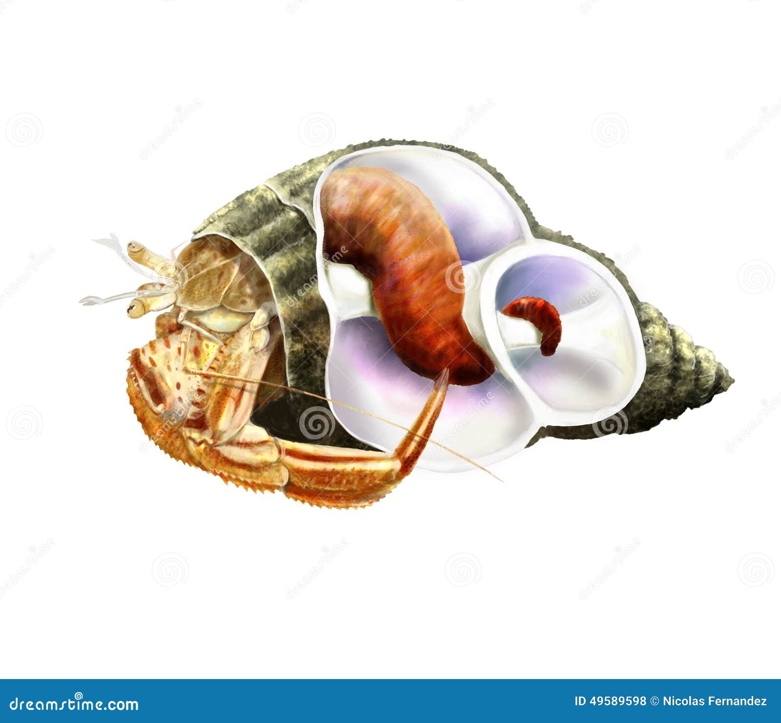 Hermit crab inside shell stock illustration. Illustration of wild ...