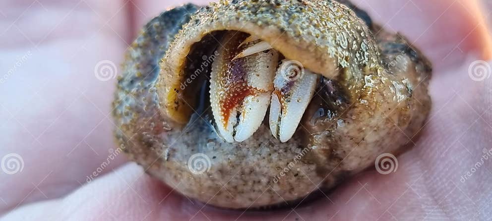 Hermit Crab Inside a Shell on a Palm of a Person Stock Photo - Image of ...