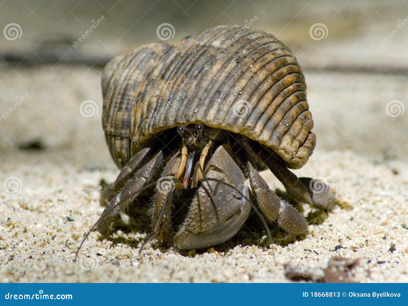 Hermit crab in its conch stock image. Image of island - 18668813