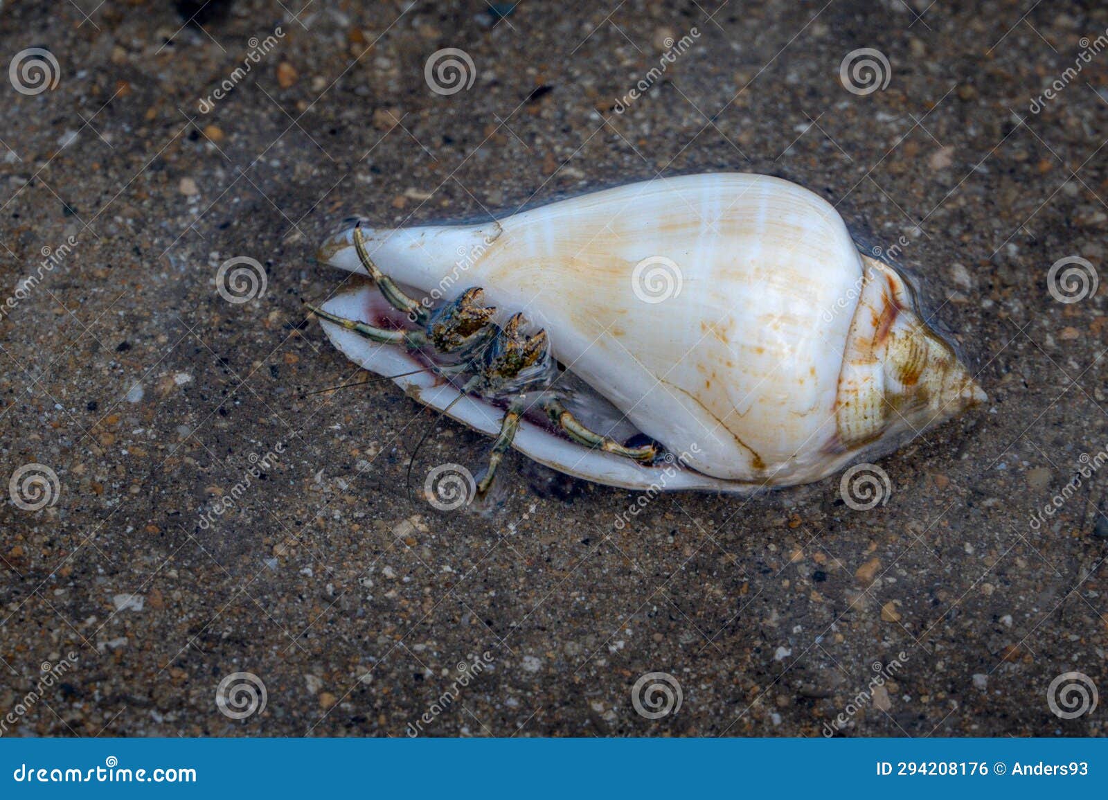 Hermit Crab Looking Out from a Shell, Mauritius Stock Photo - Image of ...