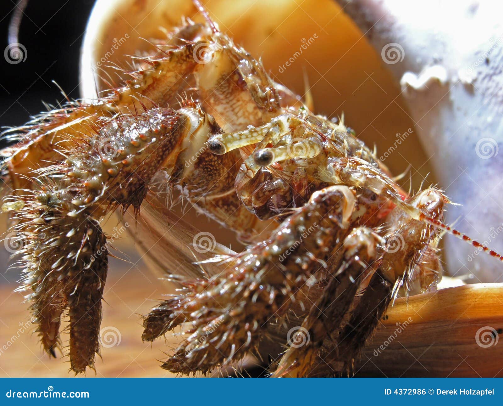 Hermit Crab - macro stock photo. Image of monster, crustacean - 4372986
