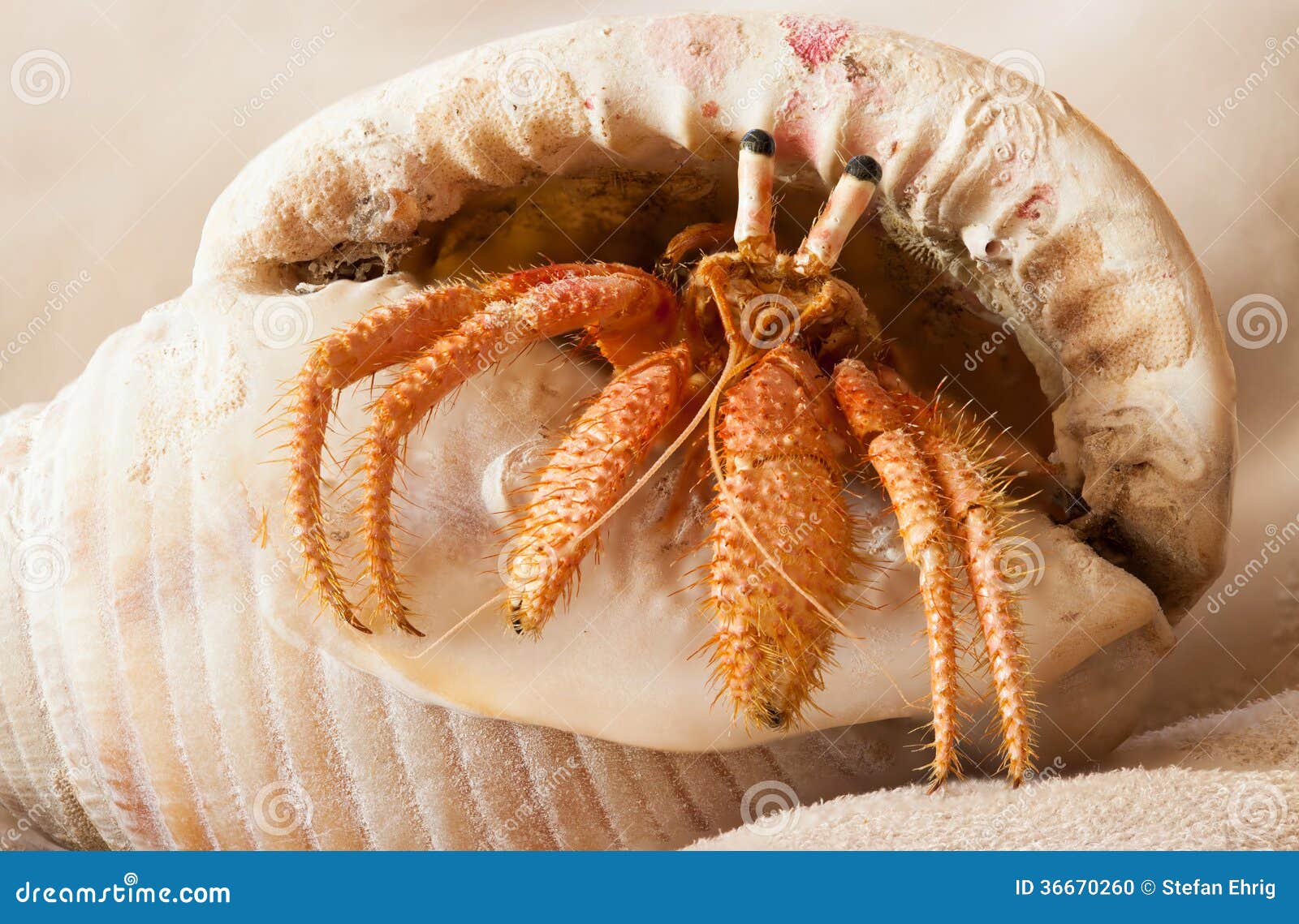 Hermit crab stock photo. Image of inhabited, floor, macro - 36670260
