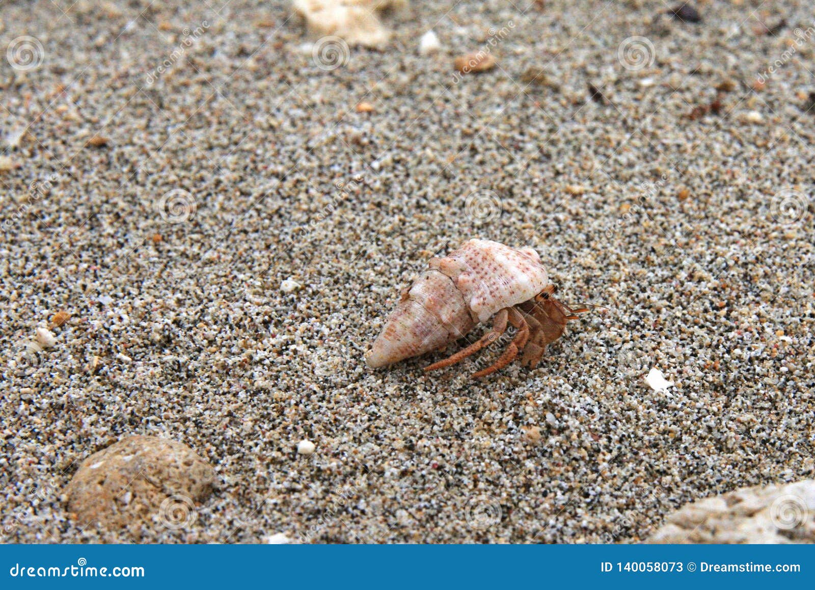 Hermit Crab Moving Along on a Sandy Beach. Stock Image - Image of ...