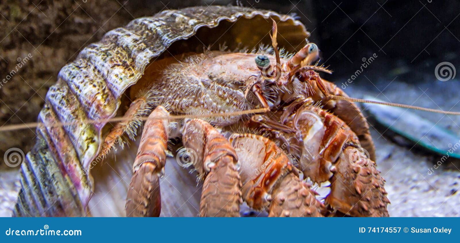 Hermit crab out of shell stock image. Image of winter - 74174557