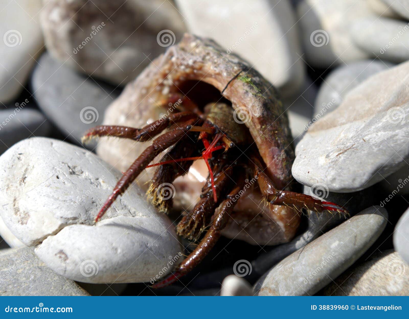 Hermit crab (Paguroidea) stock photo. Image of antennae - 38839960