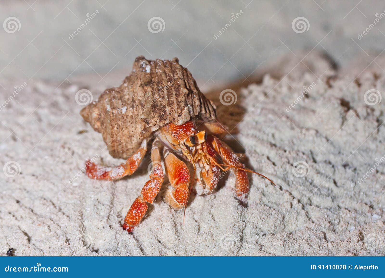 Hermit Crab - Pagurus Bernhardus Stock Photo - Image of shell ...
