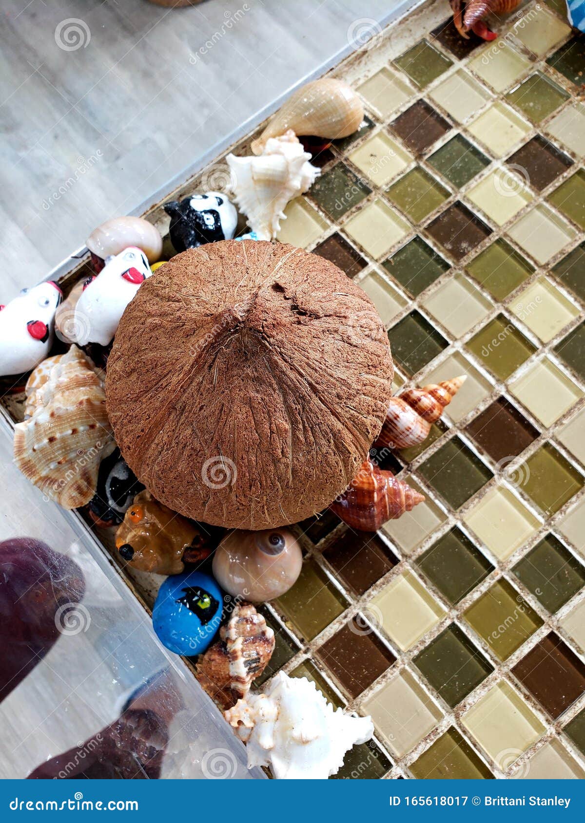 Hermit Crab Pet Florida Painted Shell Stock Image - Image of crab ...