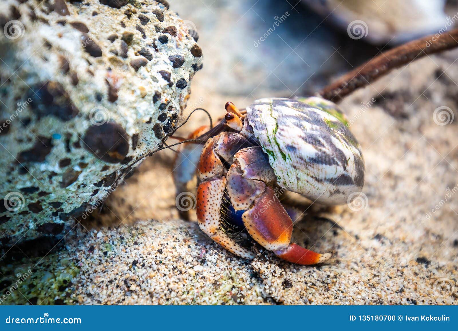 Hermit Crab in Seashell Crawling on the Shore Stock Photo - Image of ...