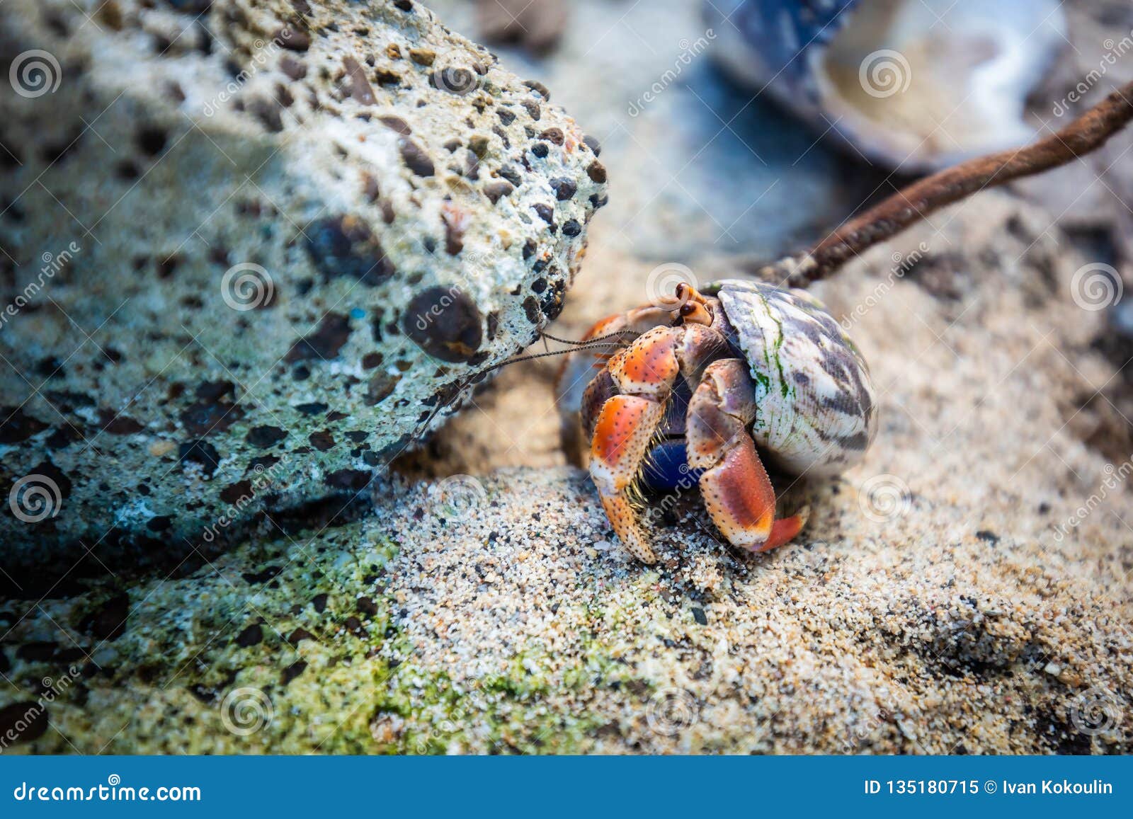 Crab In Seashell On The Sea Beach Royalty-Free Stock Photography ...