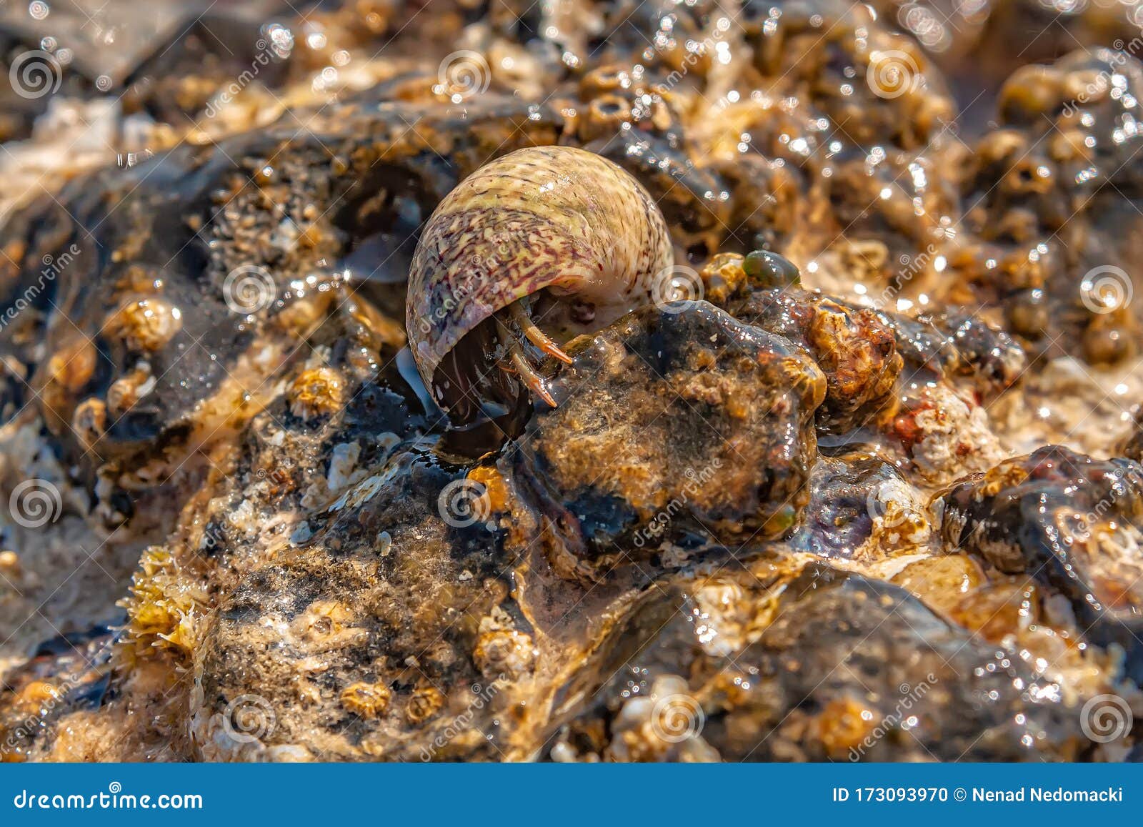 Hermit Crab with Seashell Macro Photo Stock Photo - Image of crab ...