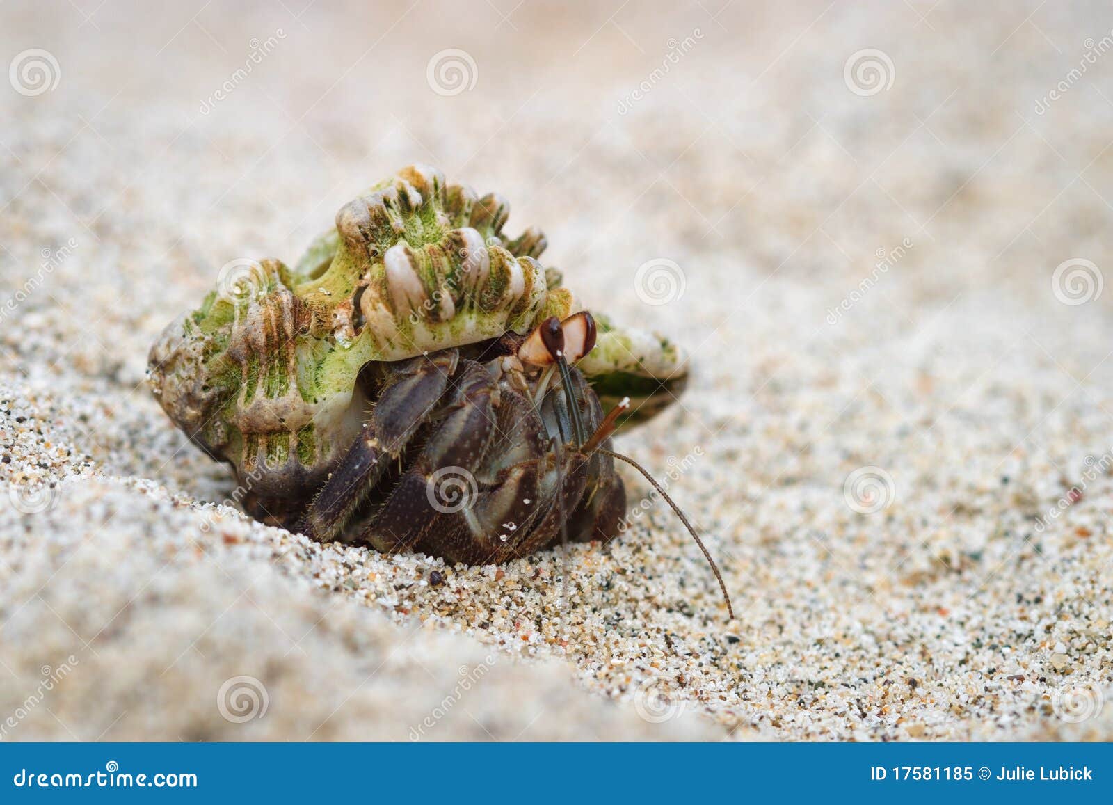 Hermit Crab in Shell stock image. Image of animal, crustaceans - 17581185