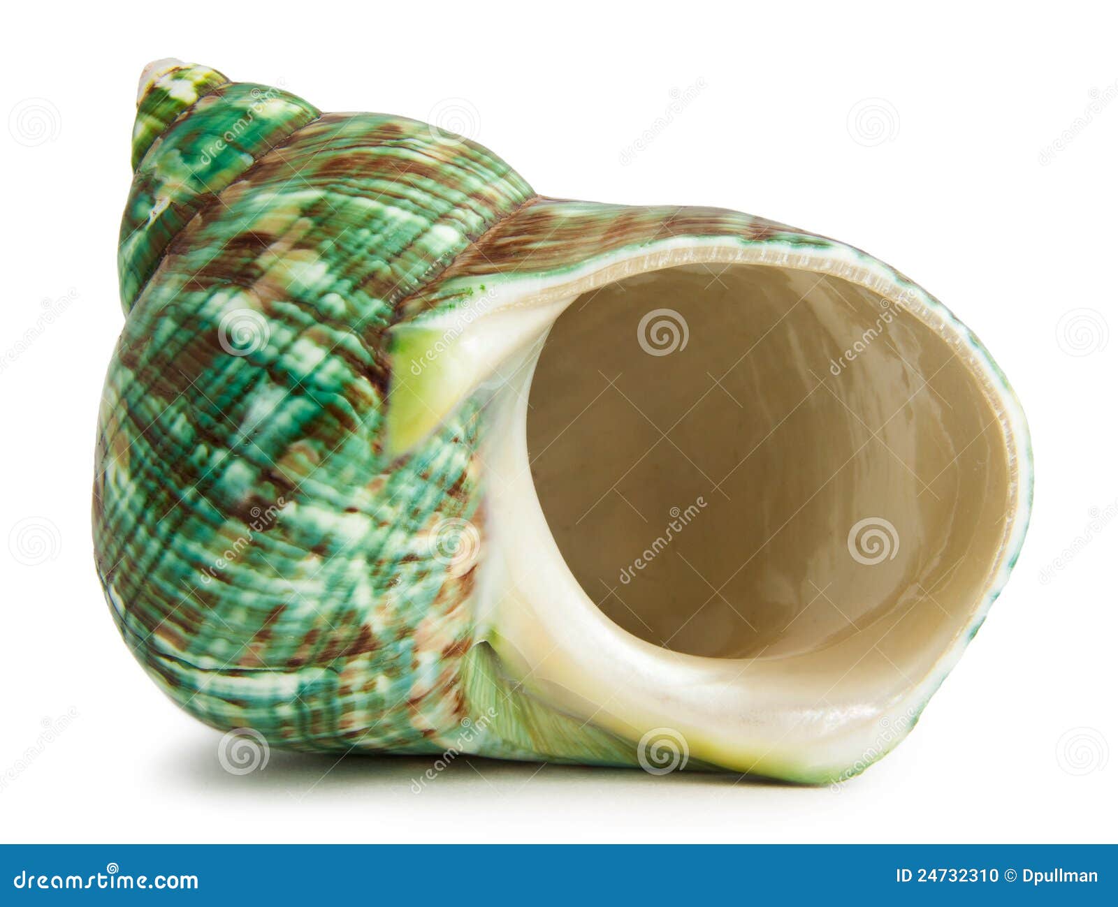 Hermit Crab Shell stock photo. Image of beach, shell - 24732310 Hermit Crab Shell stock photo. Image of beach, shell - 24732310