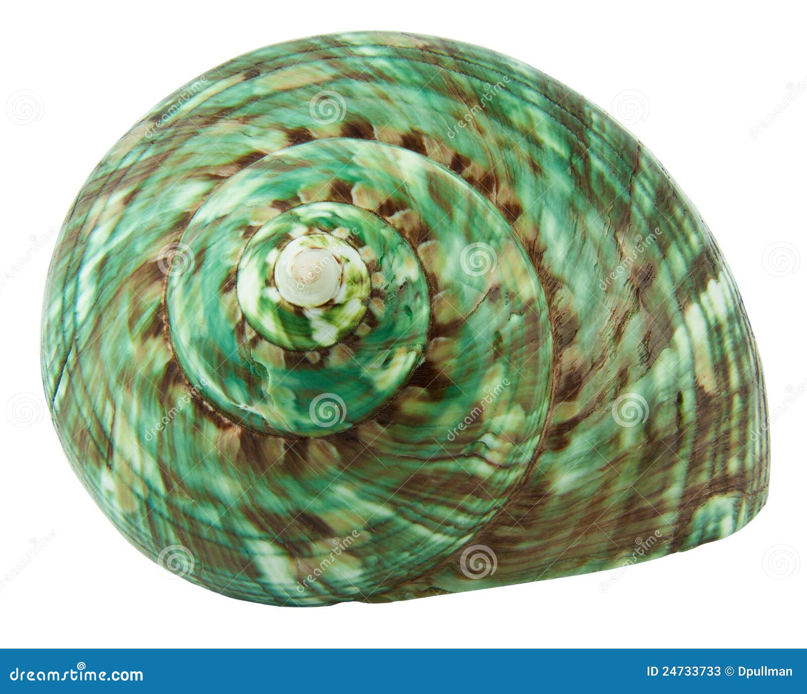 Hermit Crab Shell stock image. Image of beach, exoskeleton - 24733733