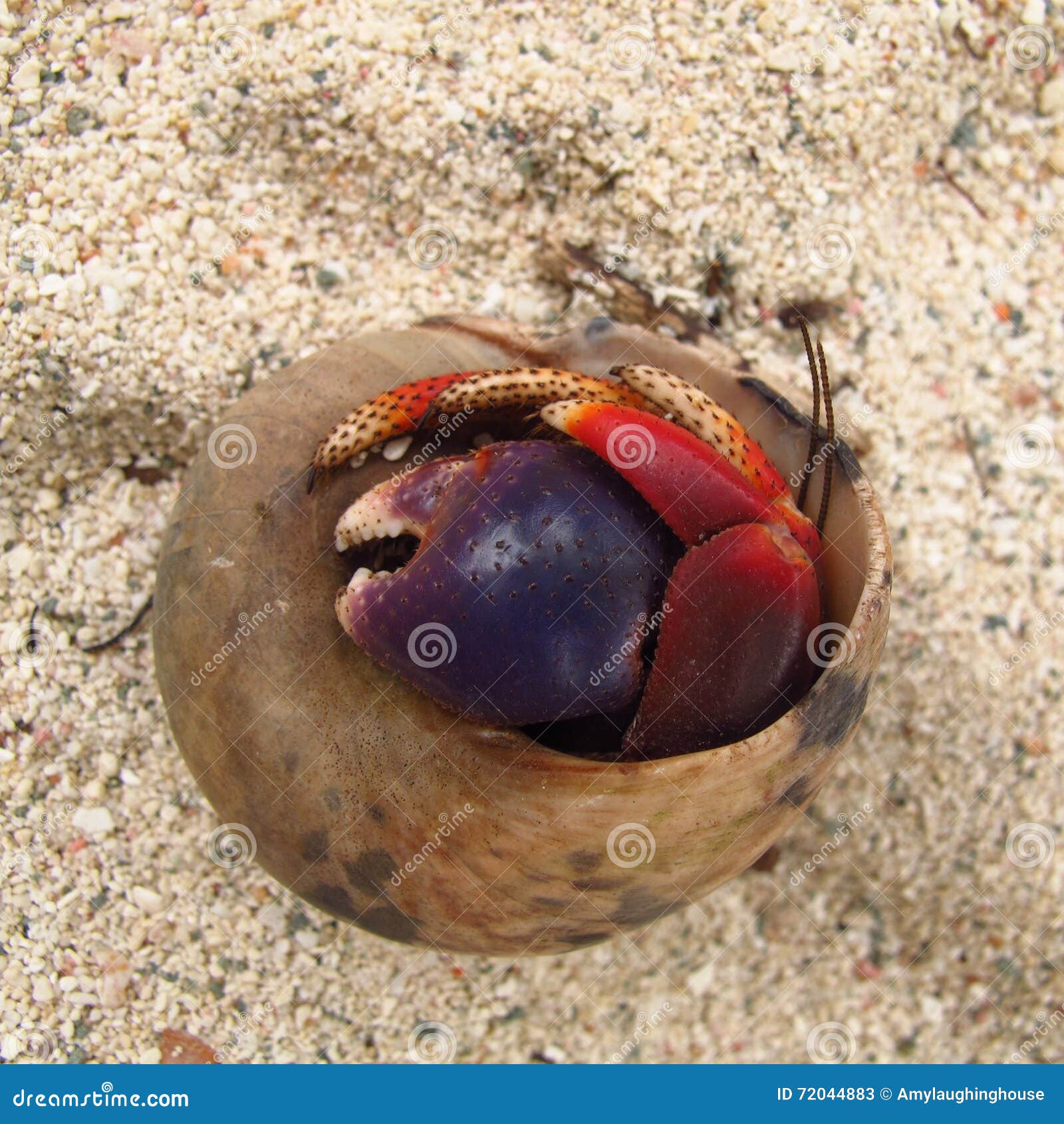 Hermit Crab in Shell on Beach Shy Alone Grumpy Solitude Stock Image ...