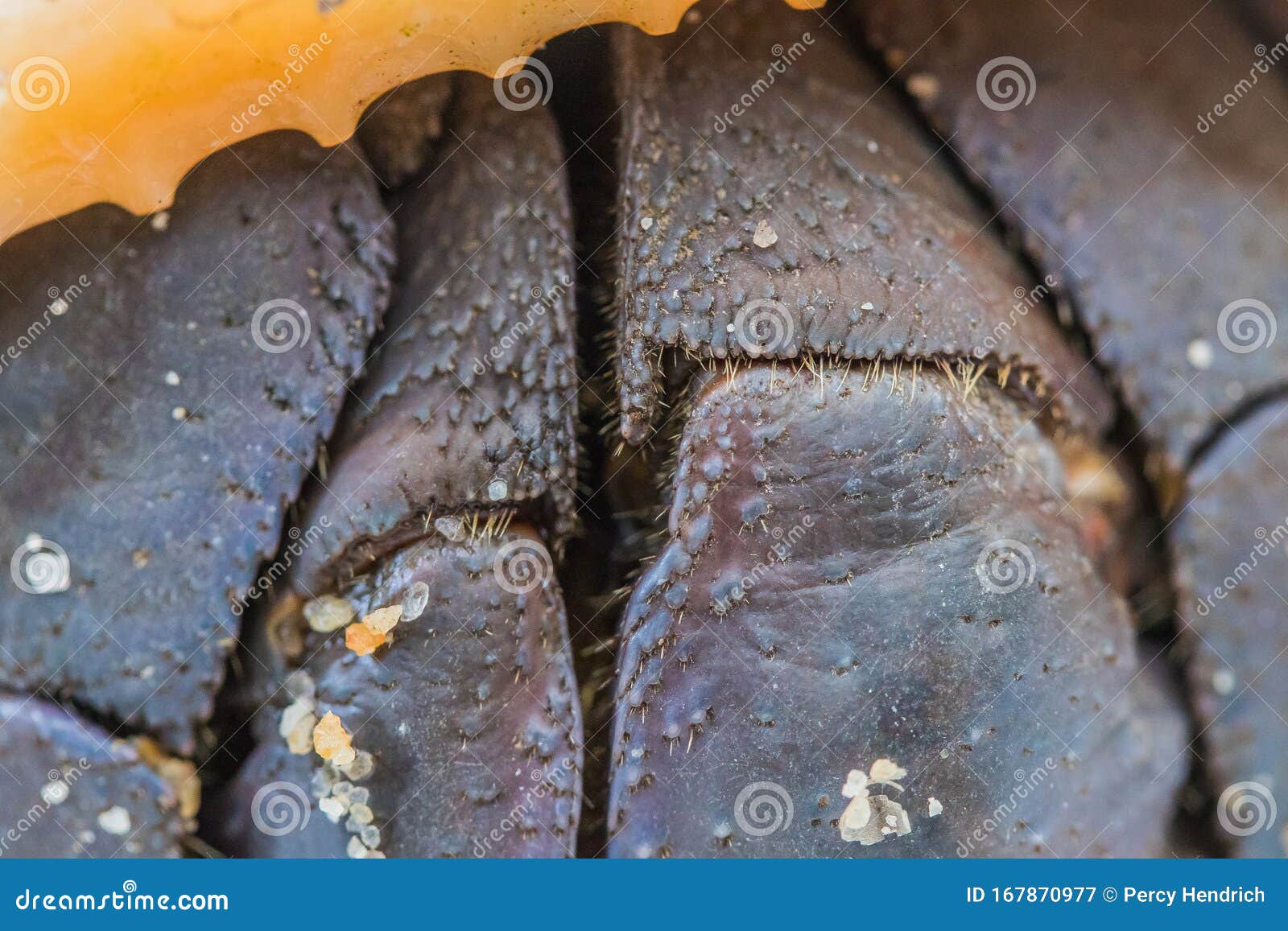 A Big Hermit Crab in a Shell Stock Image - Image of sealife, closeup ...