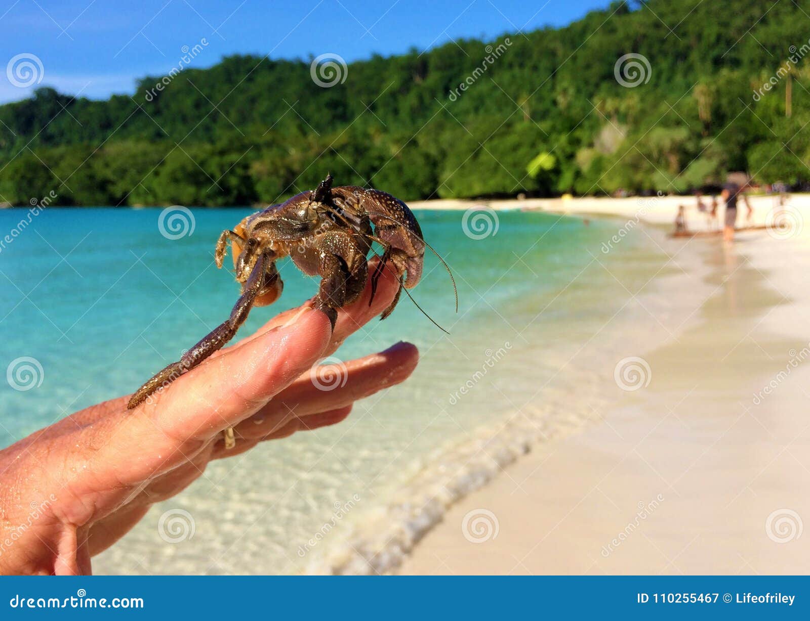 Hermit Crab without a Shell, Champagne Bay, Espiritu Santo, Vanuatu ...