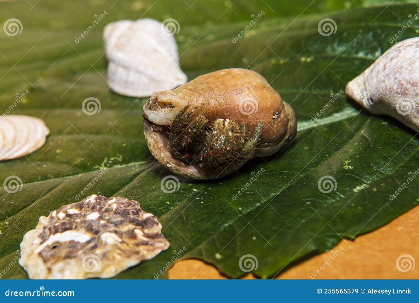 A hermit crab in a shell stock image. Image of coast - 255565379