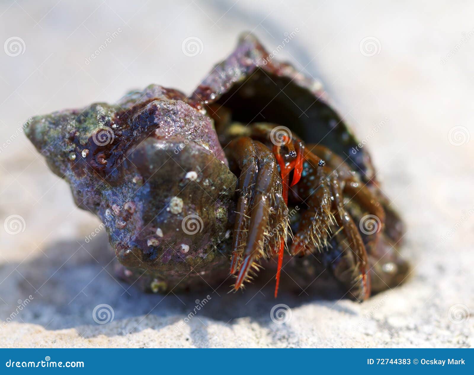 Hermit crab in a shell stock image. Image of fauna, animal - 72744383