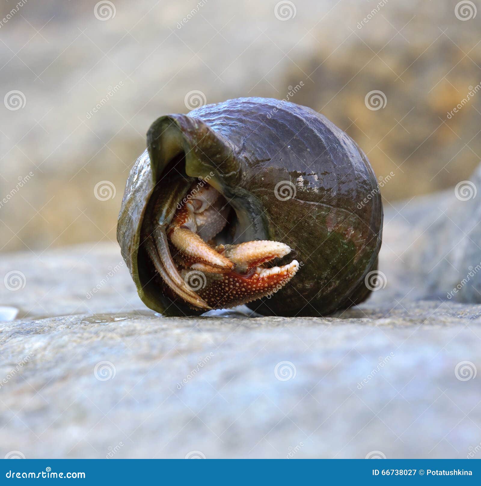 7,186 Mollusc Shellfish Photos - Free & Royalty-Free Stock Photos from ...