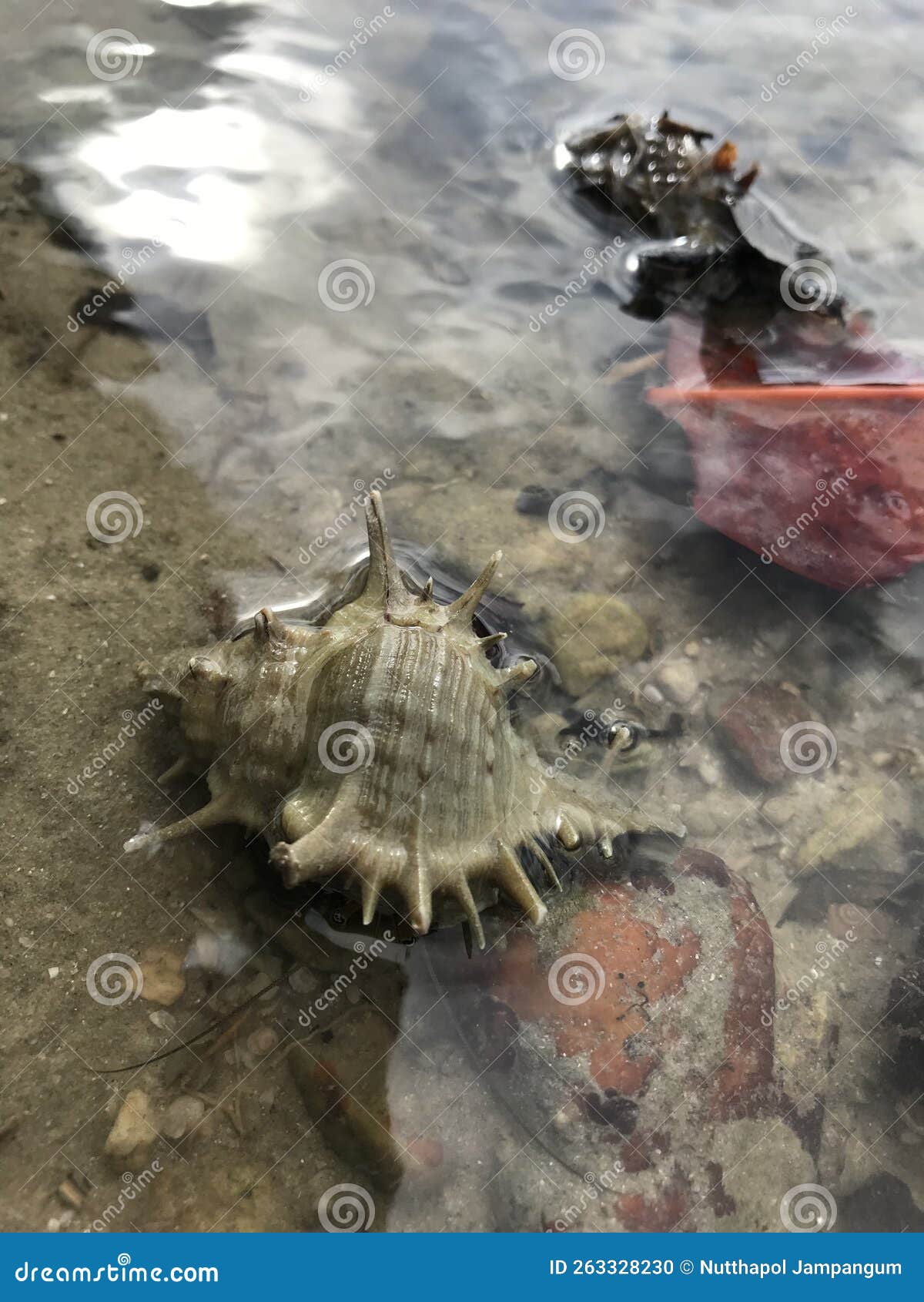 Hermit Crab Shells on the Beach of Thailand Stock Photo - Image of ...