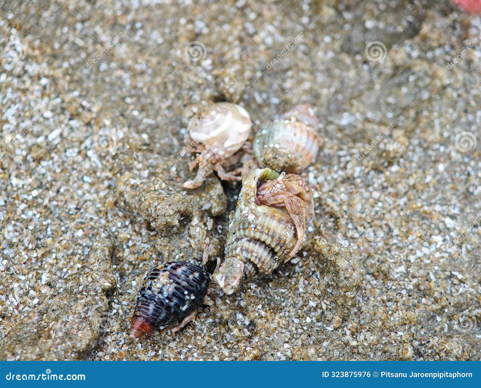 Hermit Crab in a Small Shell on the Beach Stock Photo - Image of ...