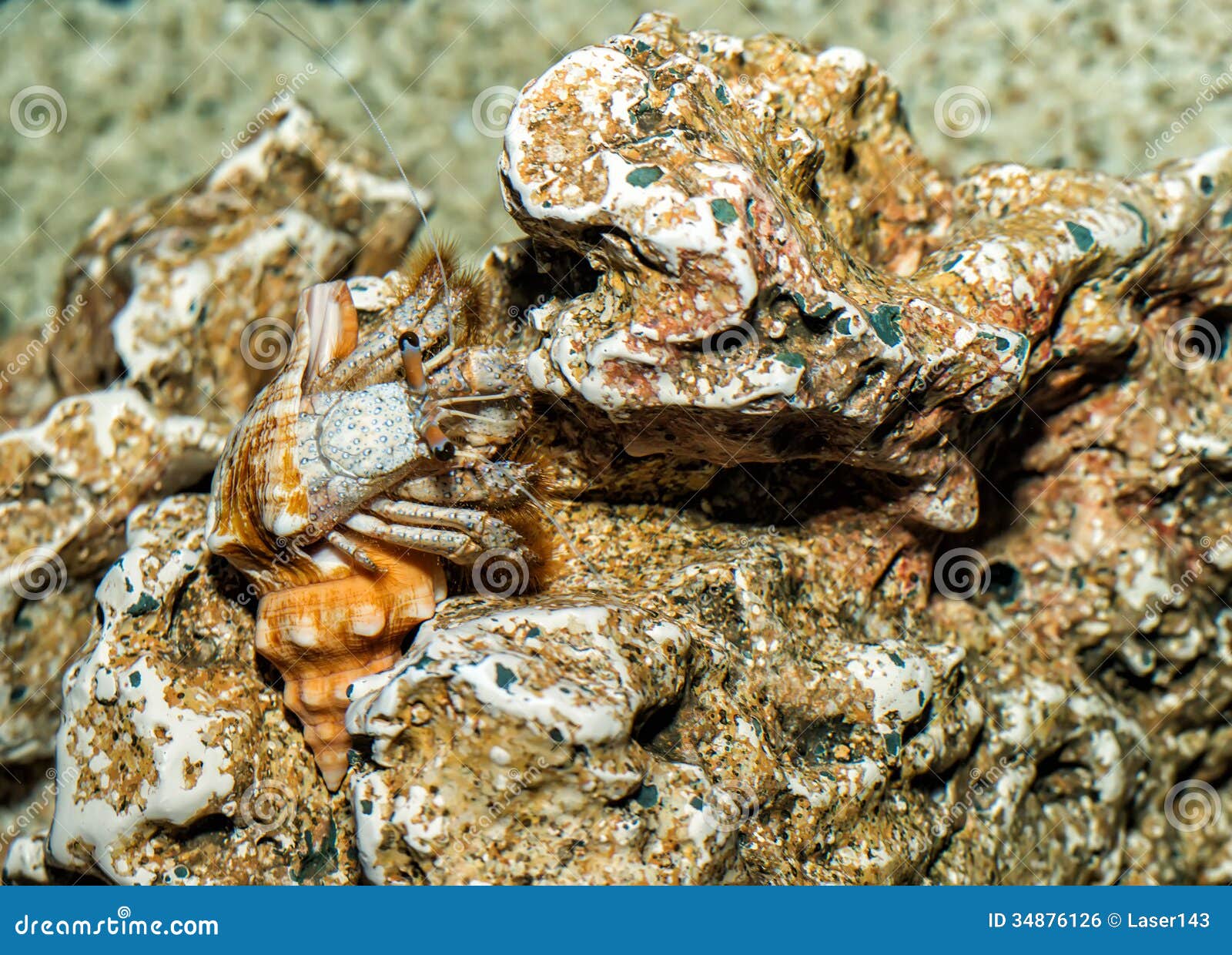 The hermit crab stock photo. Image of people, crustacean - 34876126