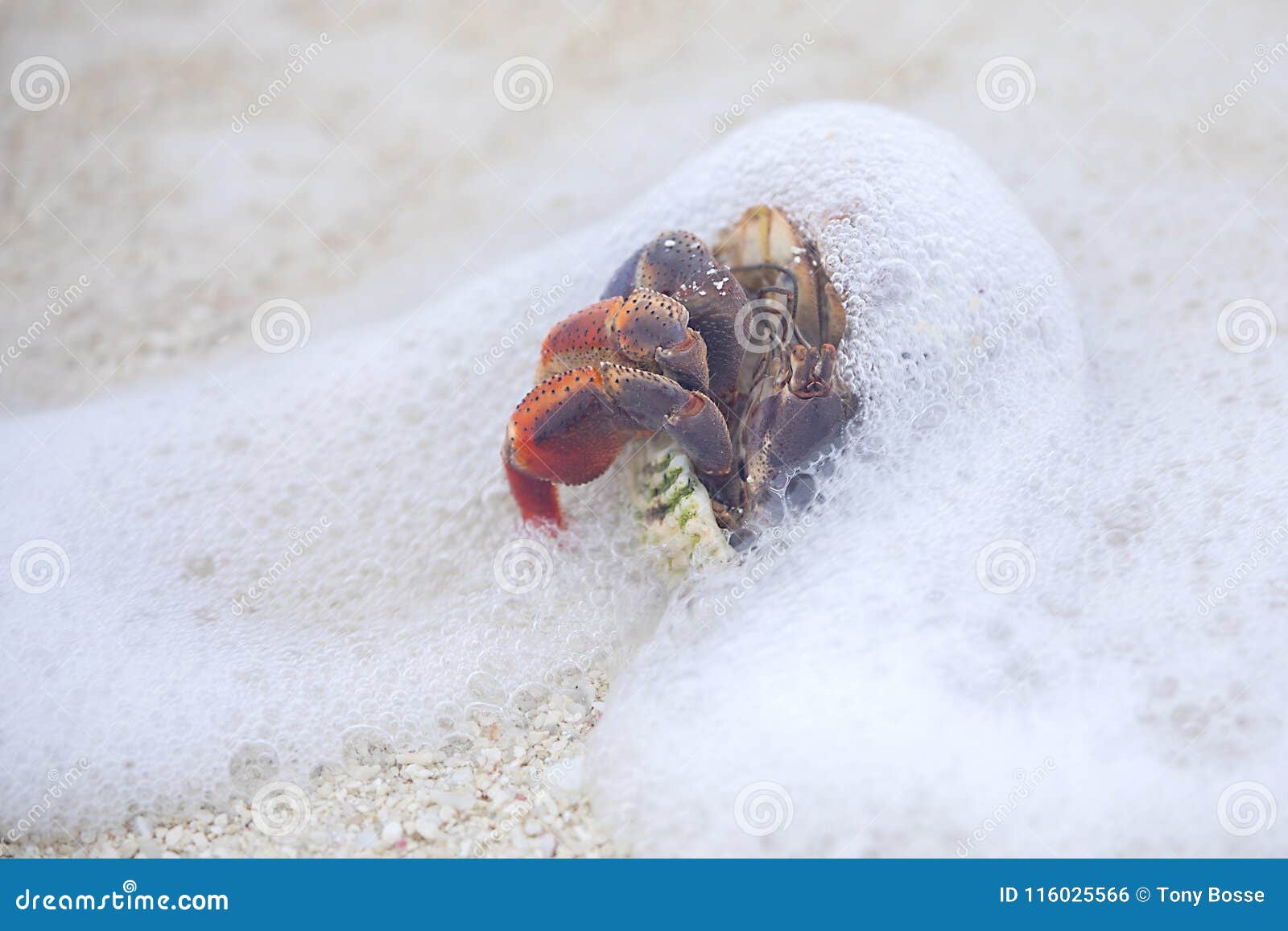 Hermit Crab in the Surf Washing Up on the Beach Stock Photo - Image of ...