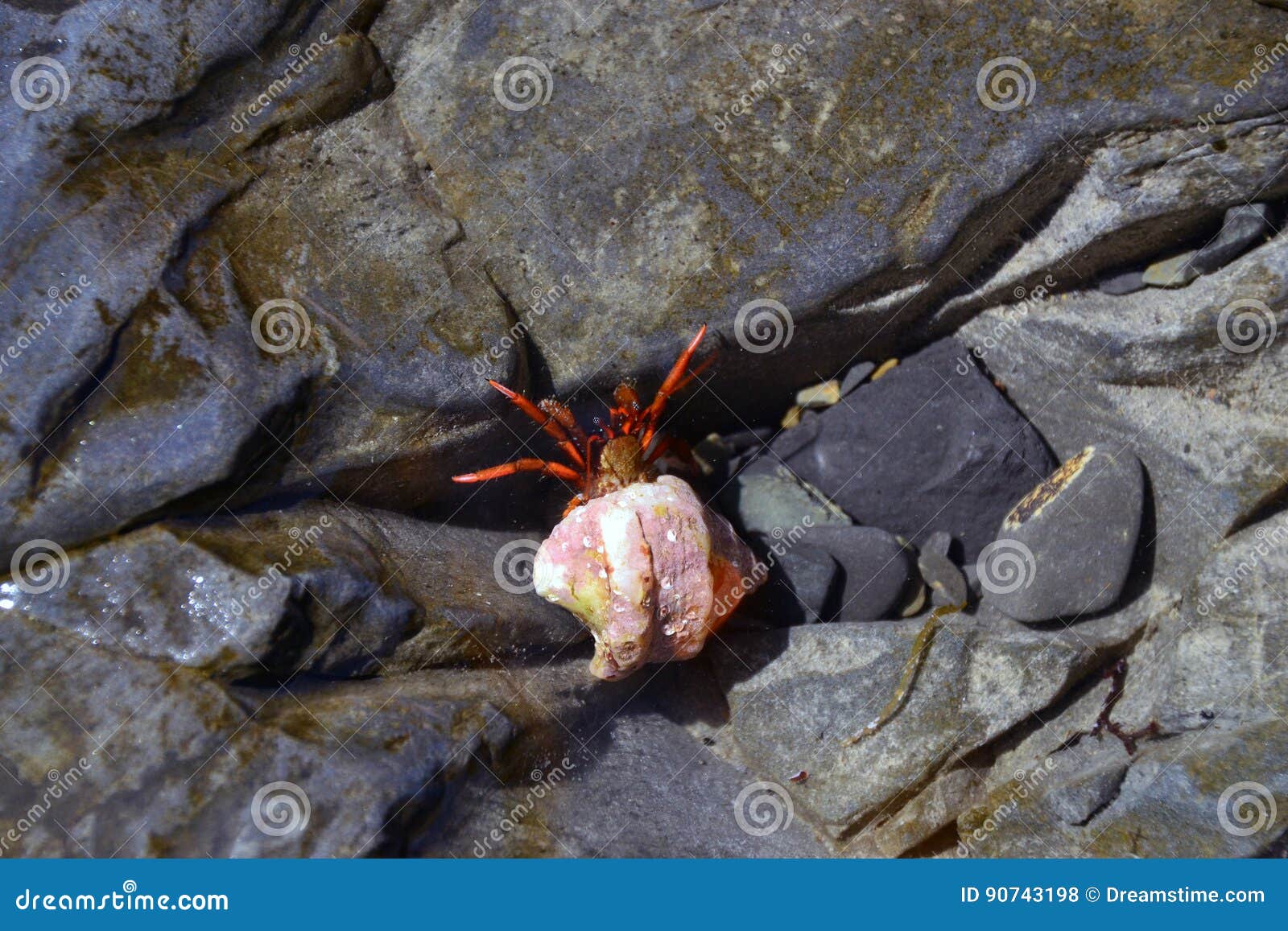 Hermit crab stock photo. Image of tropical, hide, living - 90743198