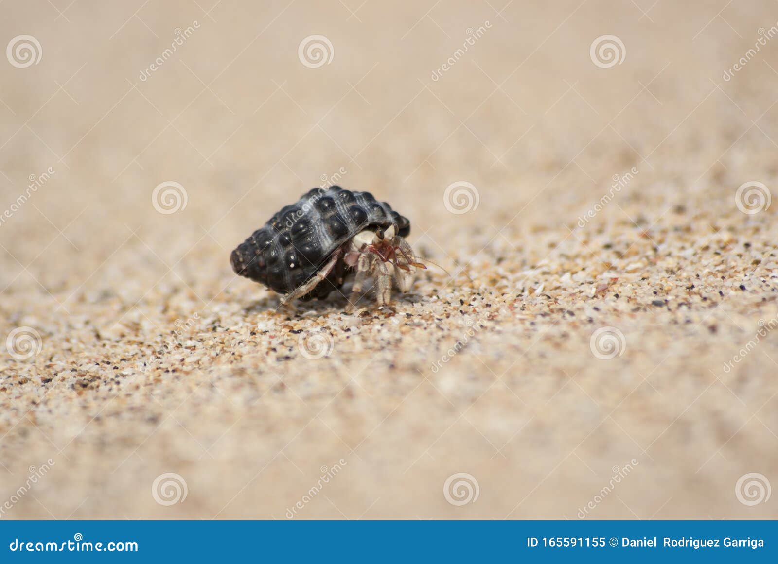 Hermit crab walking stock image. Image of food, sandy - 165591155