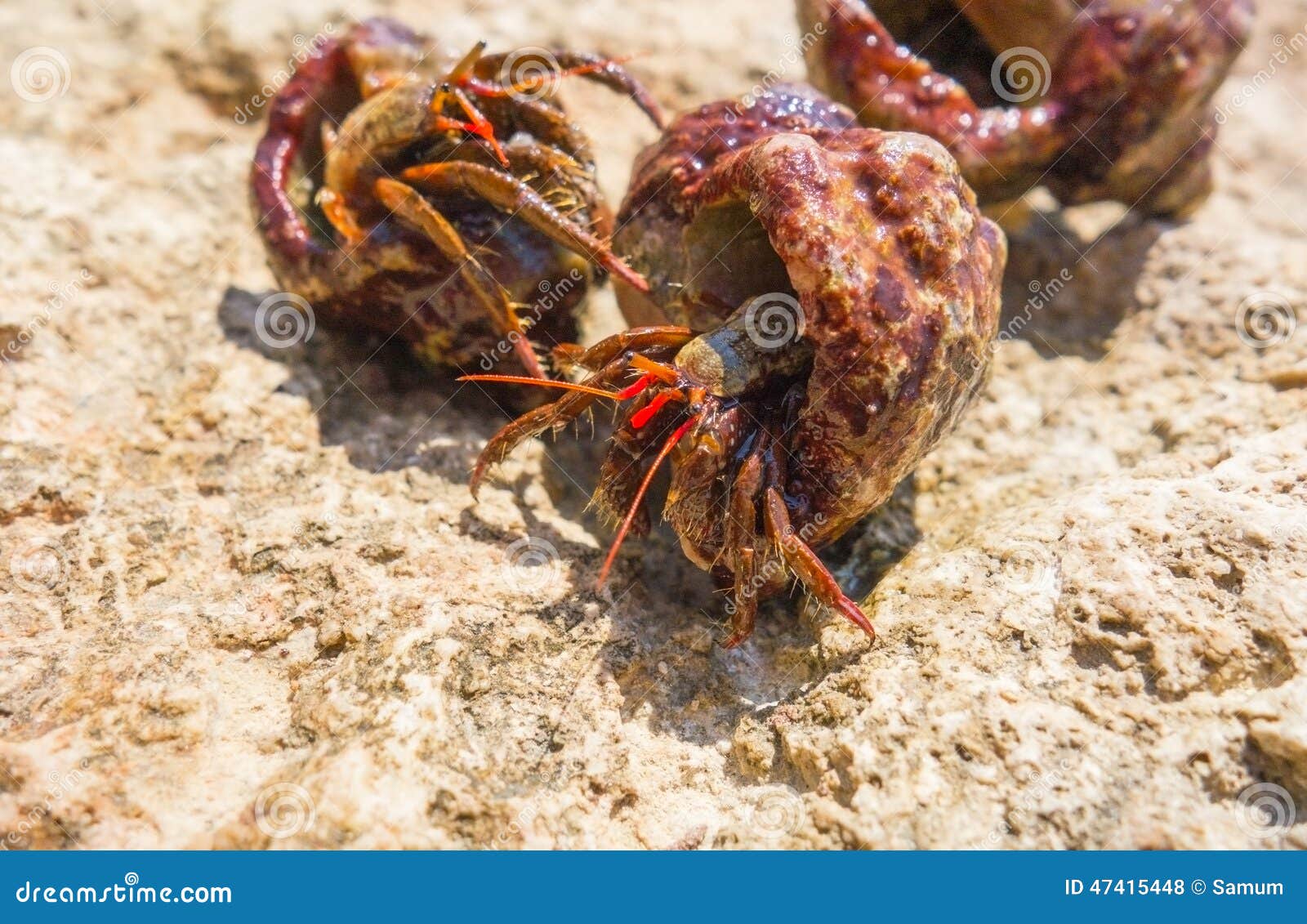 Hermit crabs stock photo. Image of scenic, shellfish - 47415448