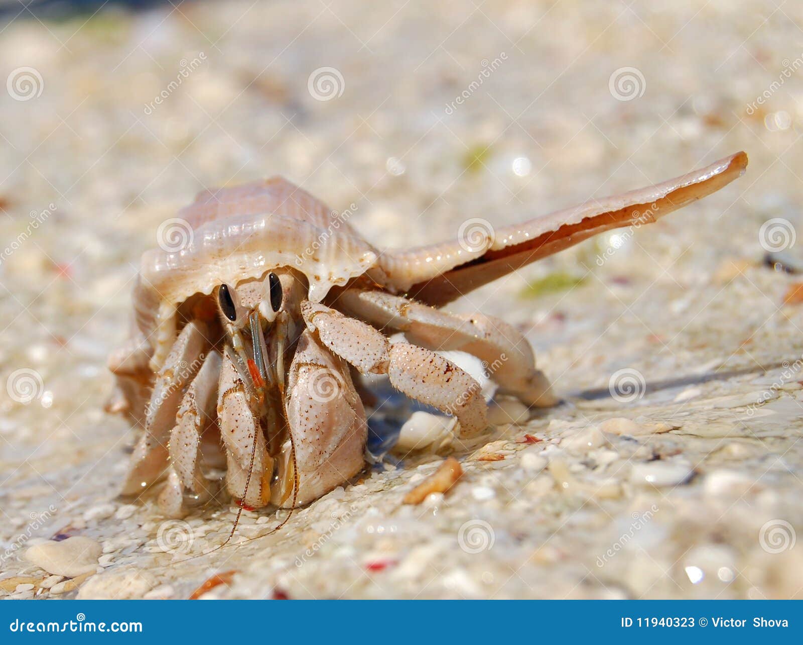 Hermit with shell stock image. Image of crab, fishing - 11940323