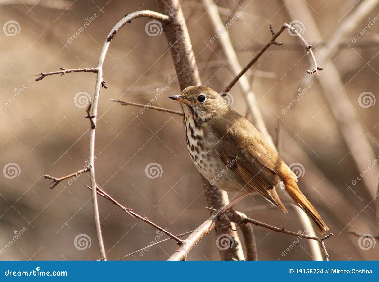 Hermit Thrush stock photo. Image of brown, color, thrush - 19158224