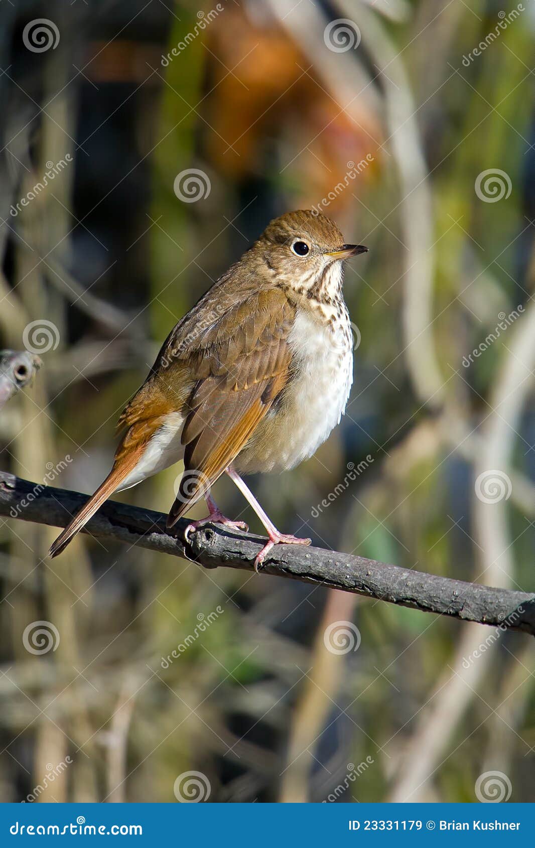 Hermit Thrush stock image. Image of nature, thrush, brown - 23331179