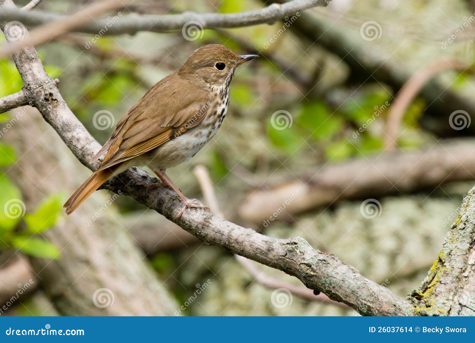 Hermit Thrush stock photo. Image of tree, hermit, bird - 26037614