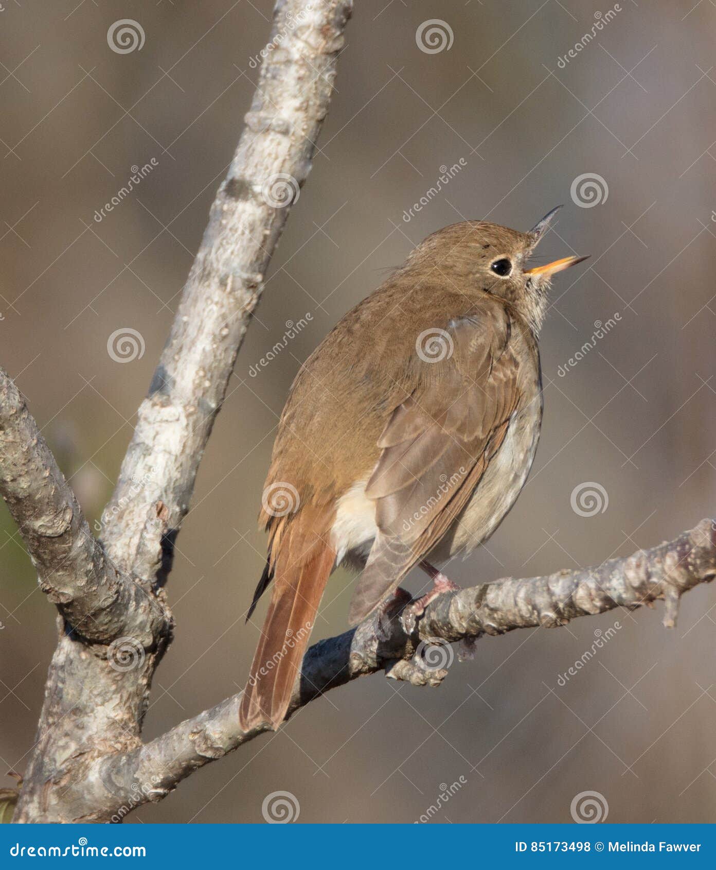 Hermit Thrush stock photo. Image of passerine, thrush - 85173498