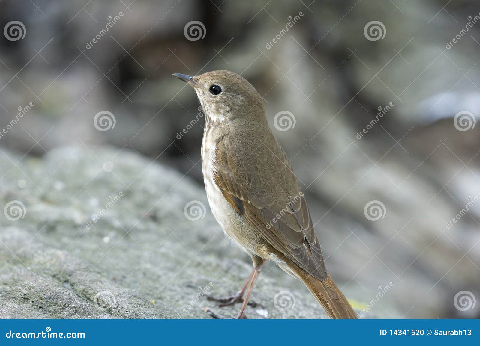 Hermit Thrush: Catharus Guttatus Stock Photo - Image of flying ...