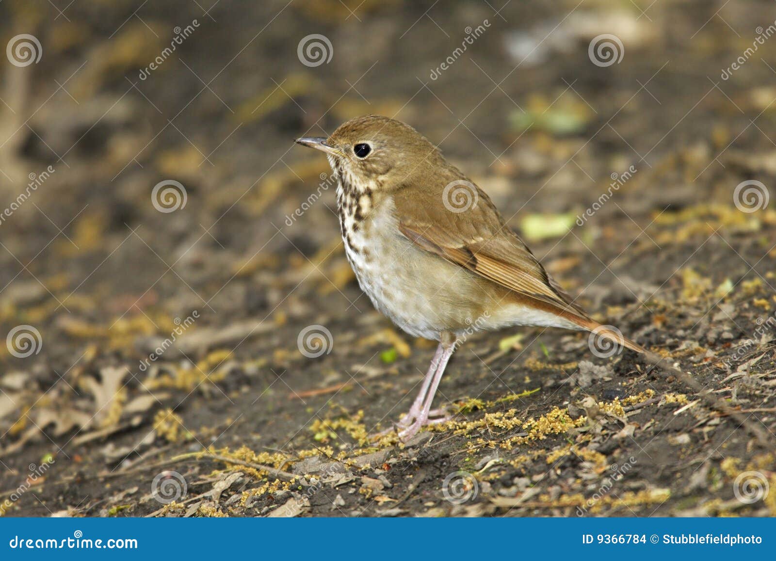 Hermit Thrush (Catharus Guttatus Faxoni) Stock Photo - Image of ...