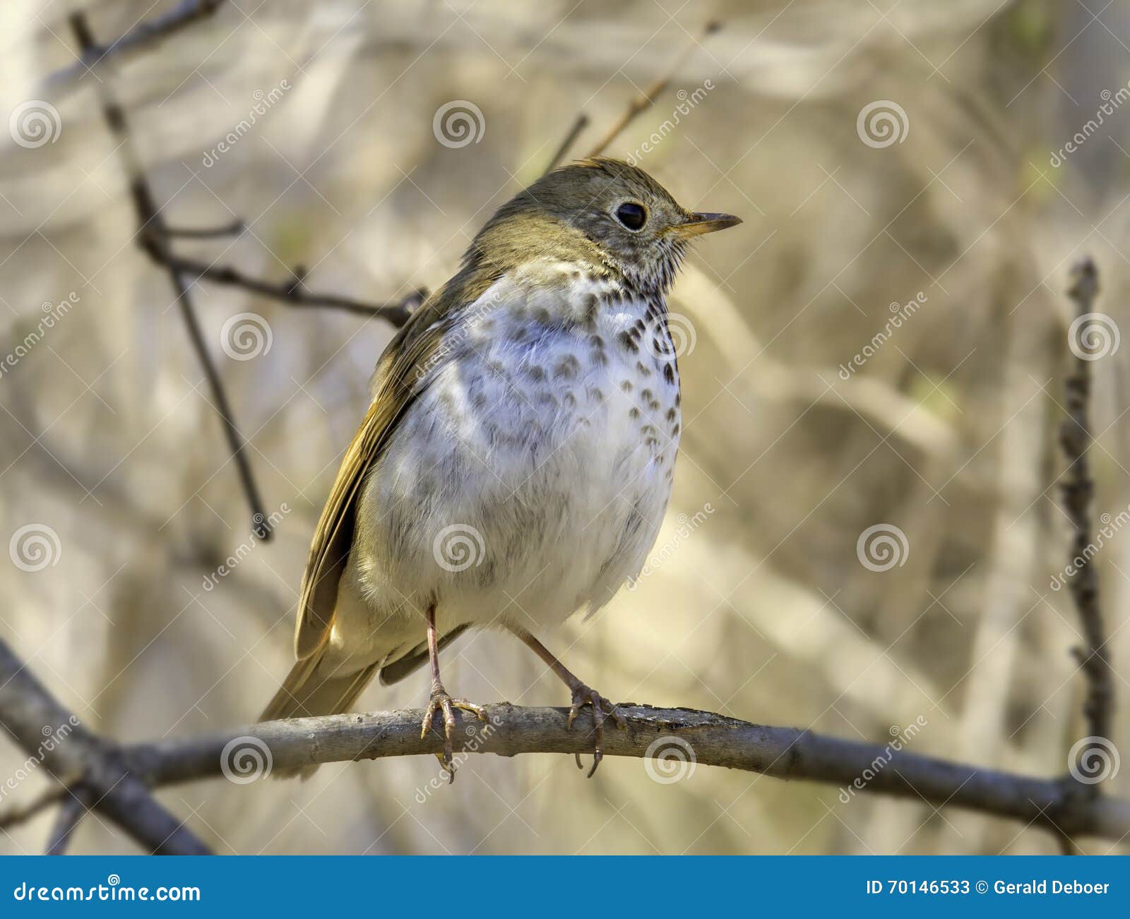 Hermit Thrush stock image. Image of branch, hermit, perched - 70146533