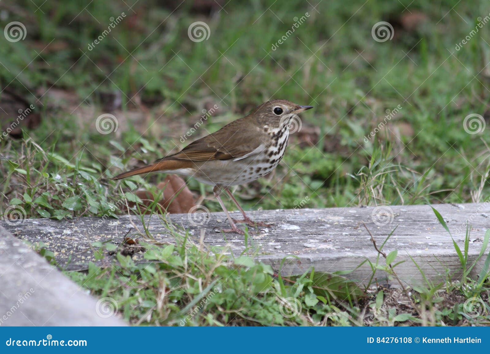 Hermit Thrush stock photo. Image of hermit, bird, nature - 84276108