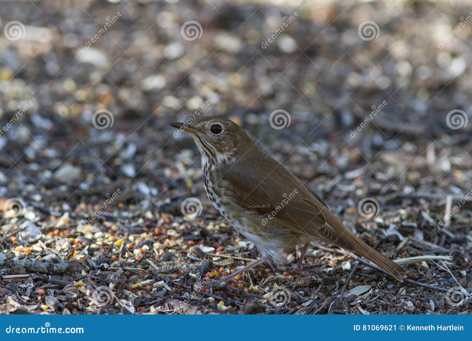 Hermit Thrush stock image. Image of smallbird, guttatus - 81069621