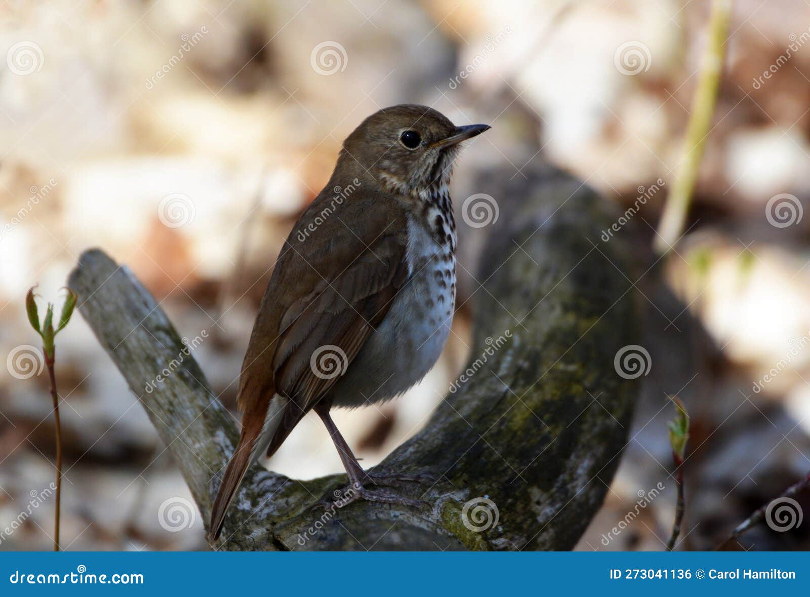 Hermit Thrush Bird in Forest Stock Photo - Image of nature, bird: 273041136