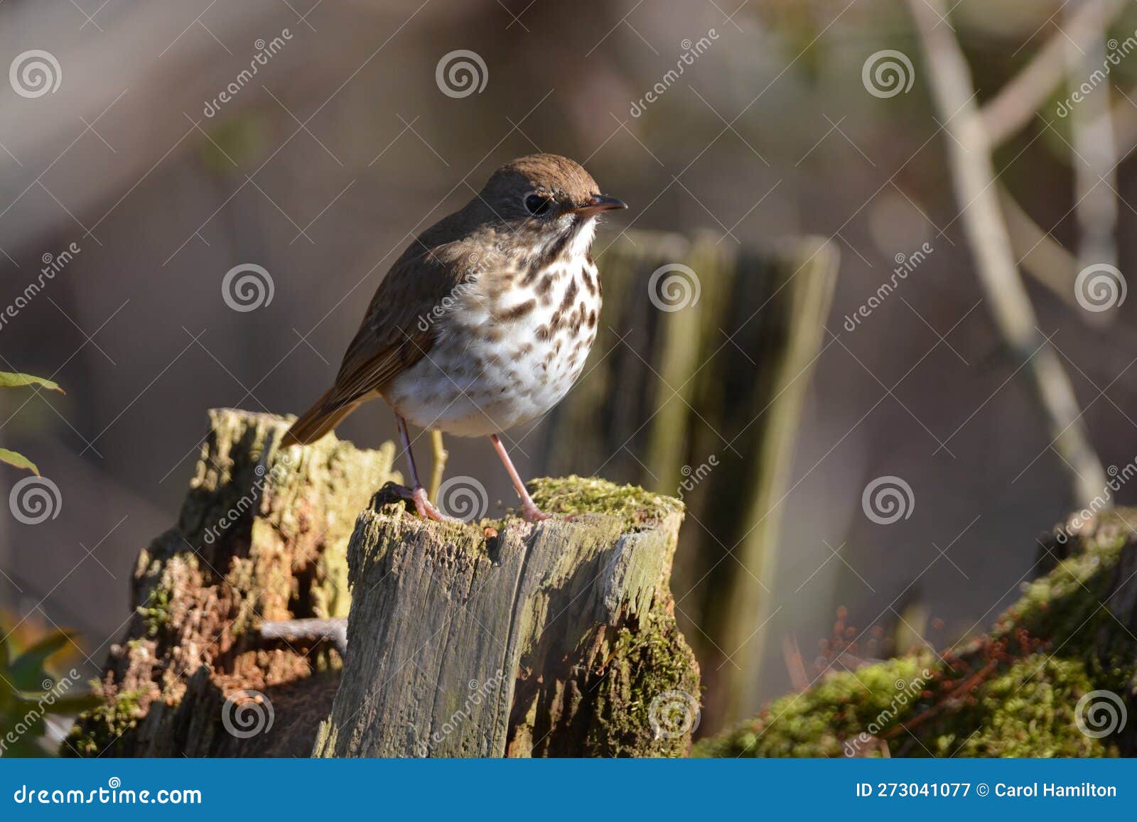 Hermit Thrush Bird in Forest Stock Image - Image of beautiful, watching ...